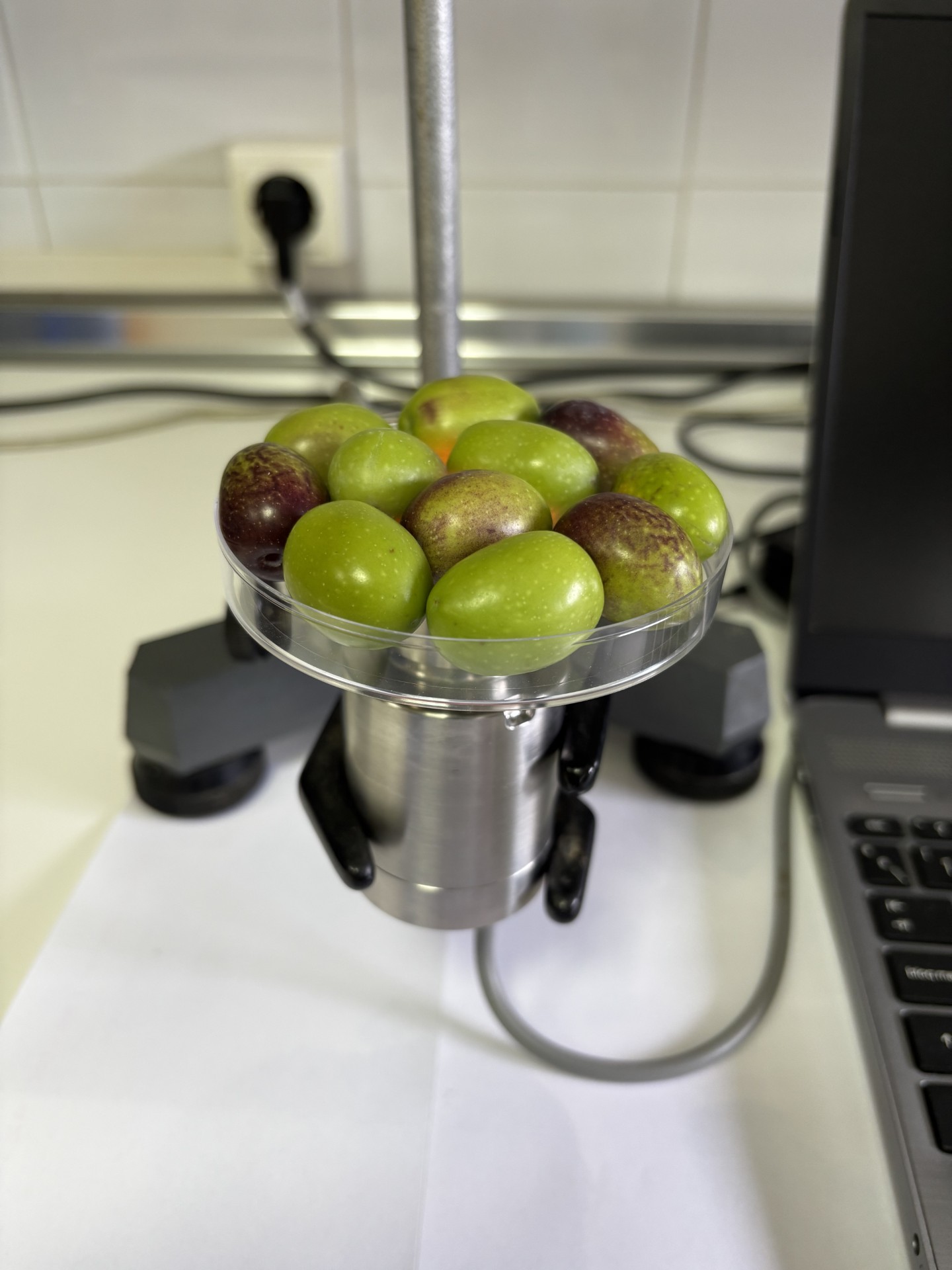 CICYTEX estudia cómo optimizar el proceso tecnológico en la obtención del aceite de oliva virgen ...